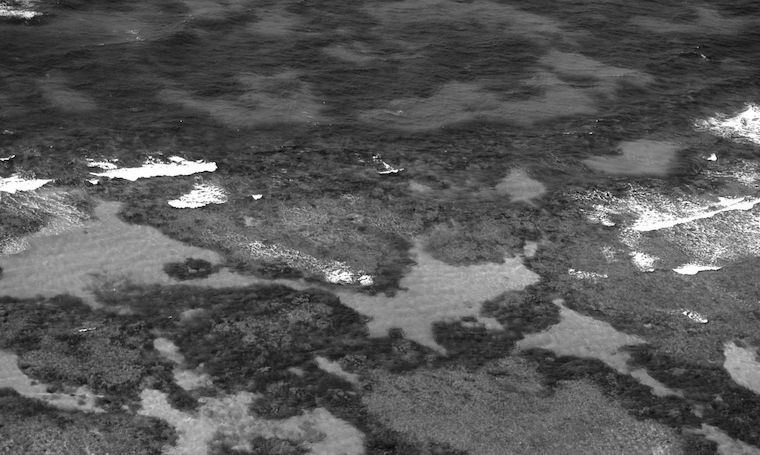 Bank, state government become first buyers of Reef Credits | FS ...