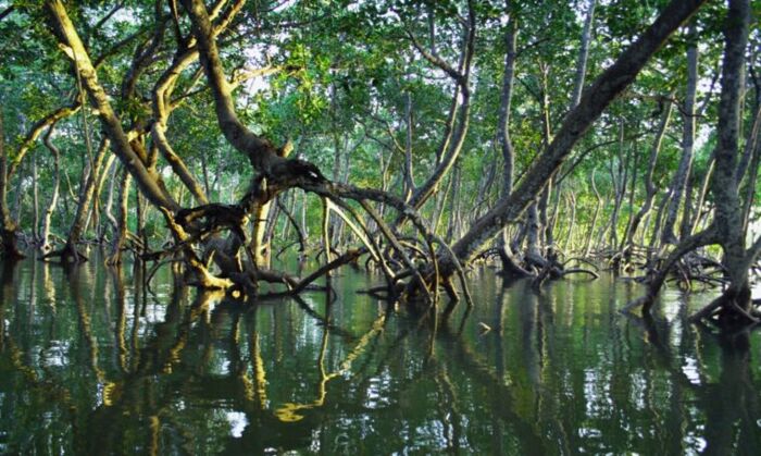 Pollination harvests blue carbon credits from mangrove project | FS ...